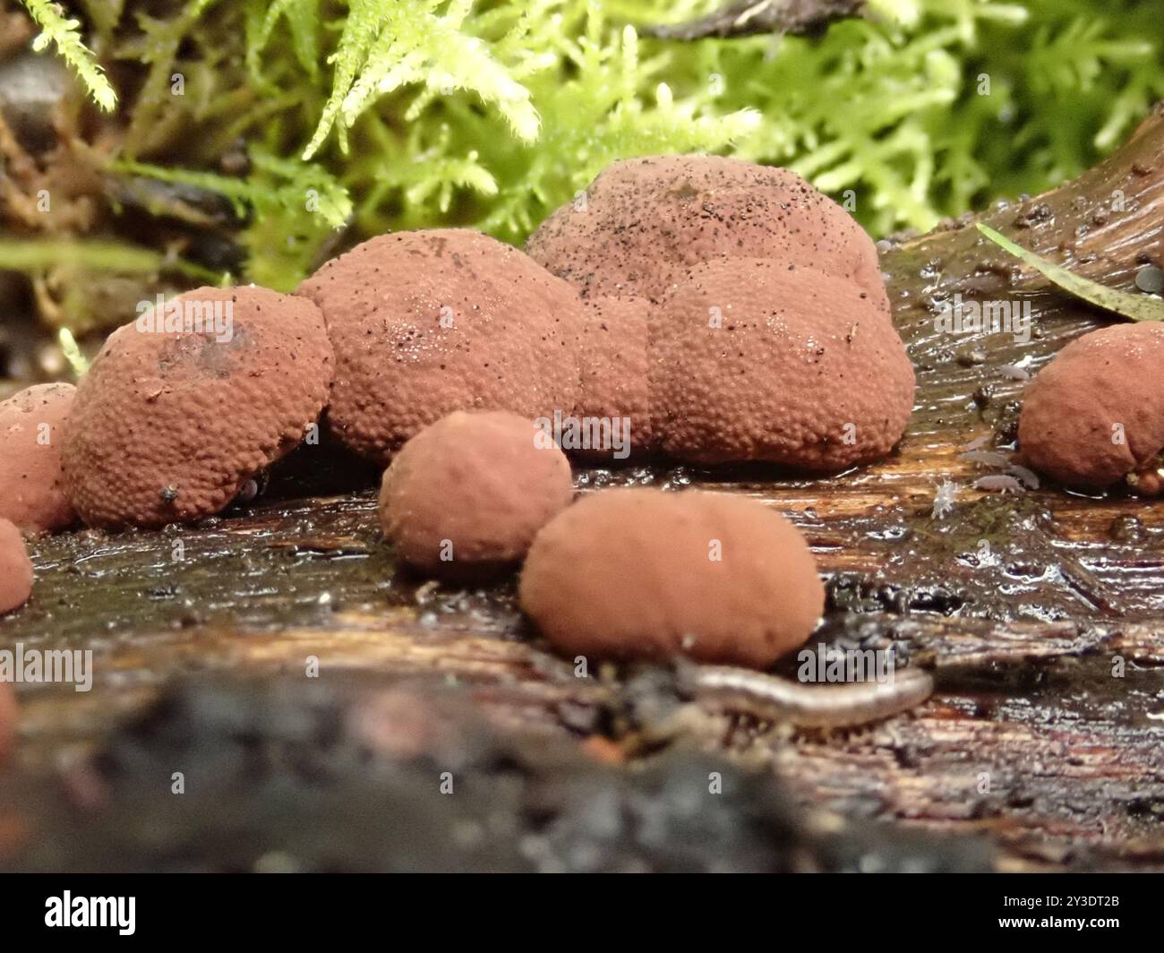 (Hypoxylon howeanum) Fungi Stock Photo - Alamy