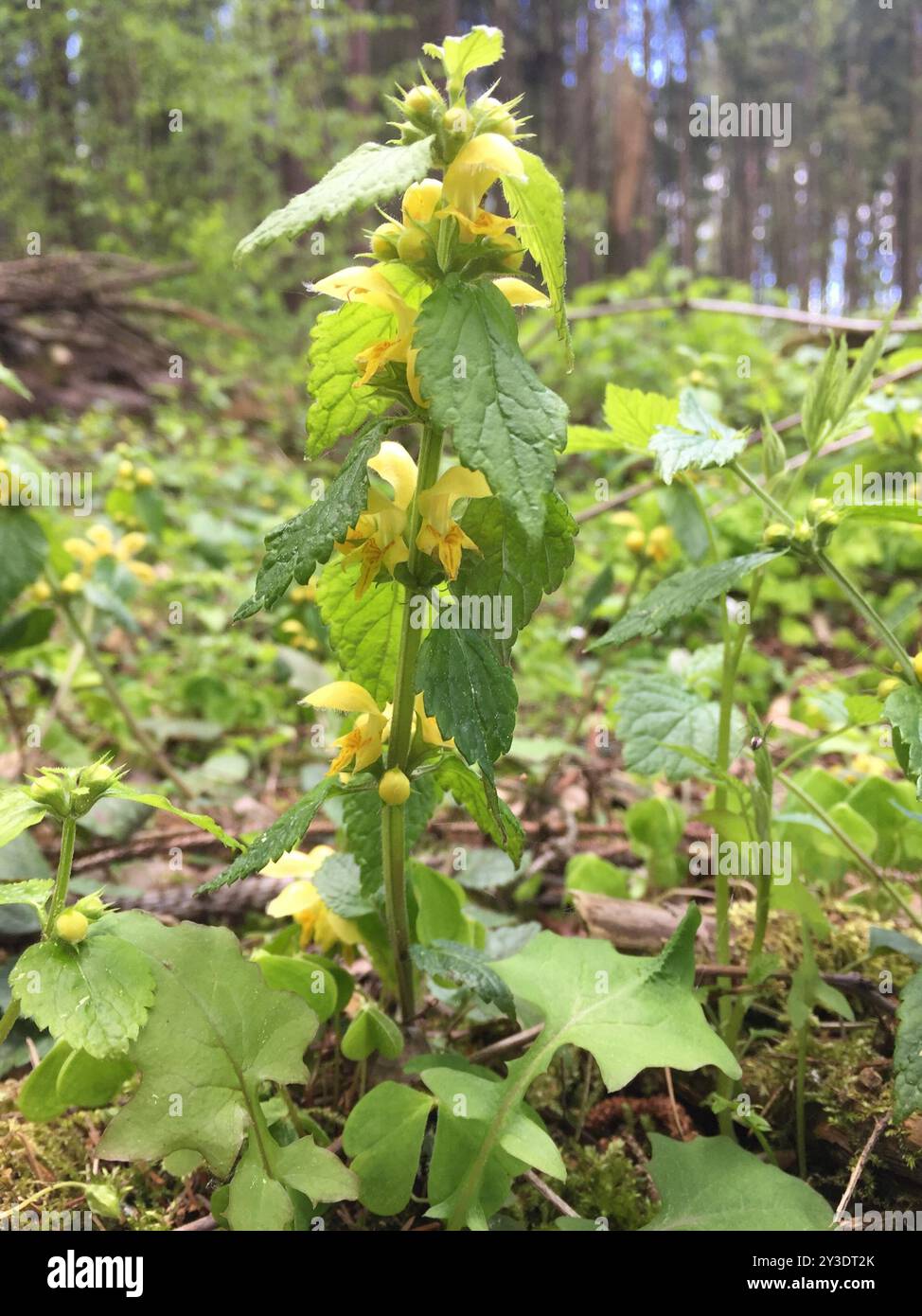 yellow archangel (Lamium galeobdolon) Plantae Stock Photo - Alamy