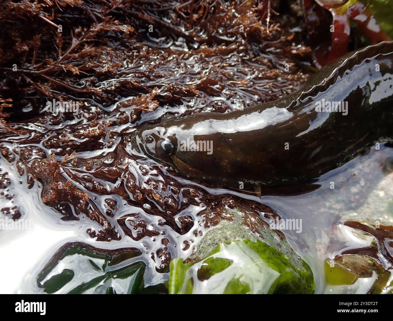 Rock Eel (Xiphister mucosus) Actinopterygii Stock Photo - Alamy
