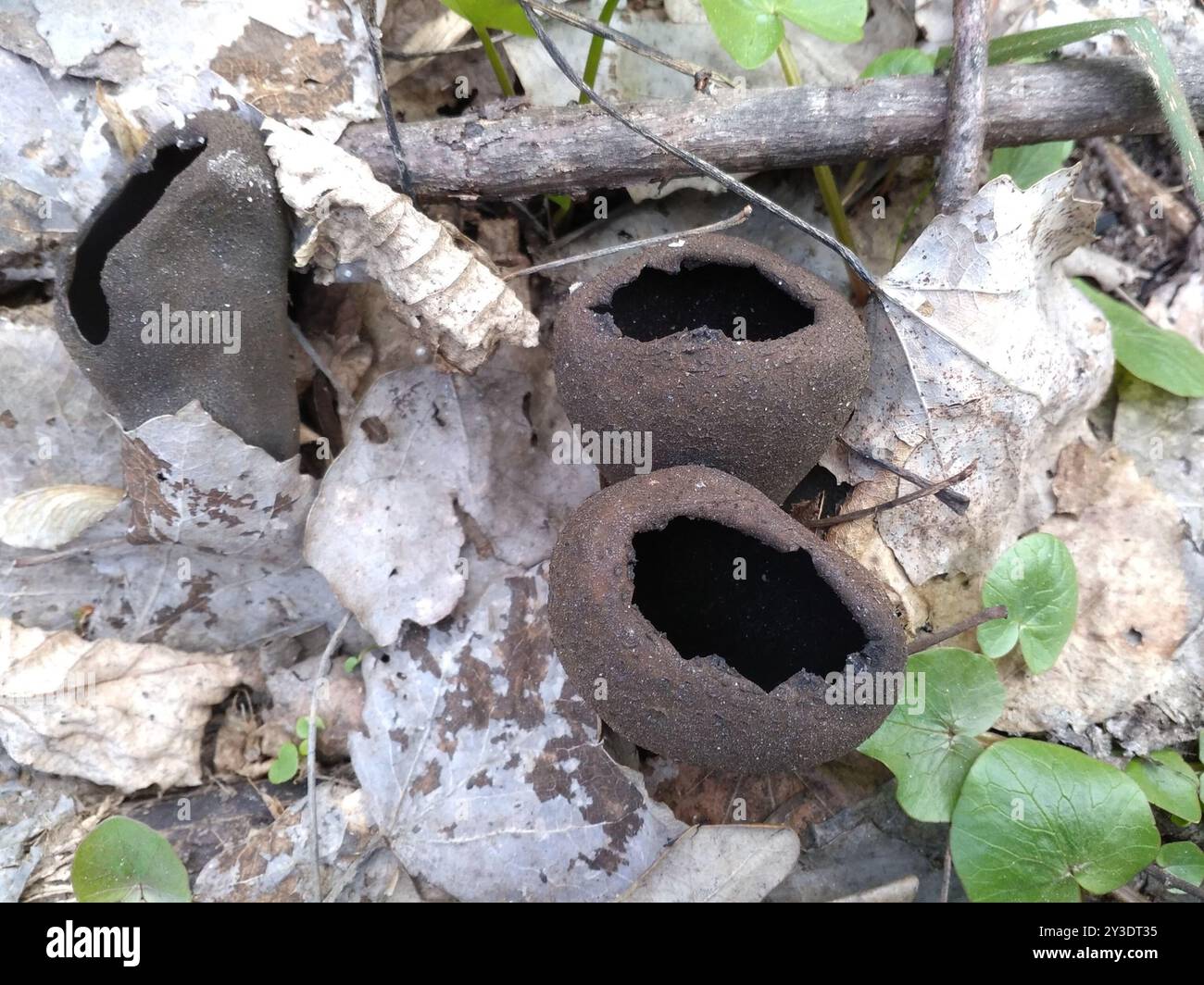 devil's urn (Urnula craterium) Fungi Stock Photo - Alamy