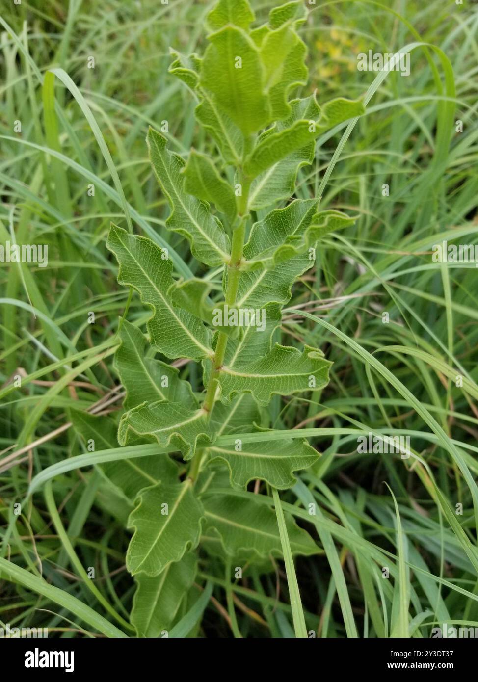 green comet milkweed (Asclepias viridiflora) Plantae Stock Photo - Alamy