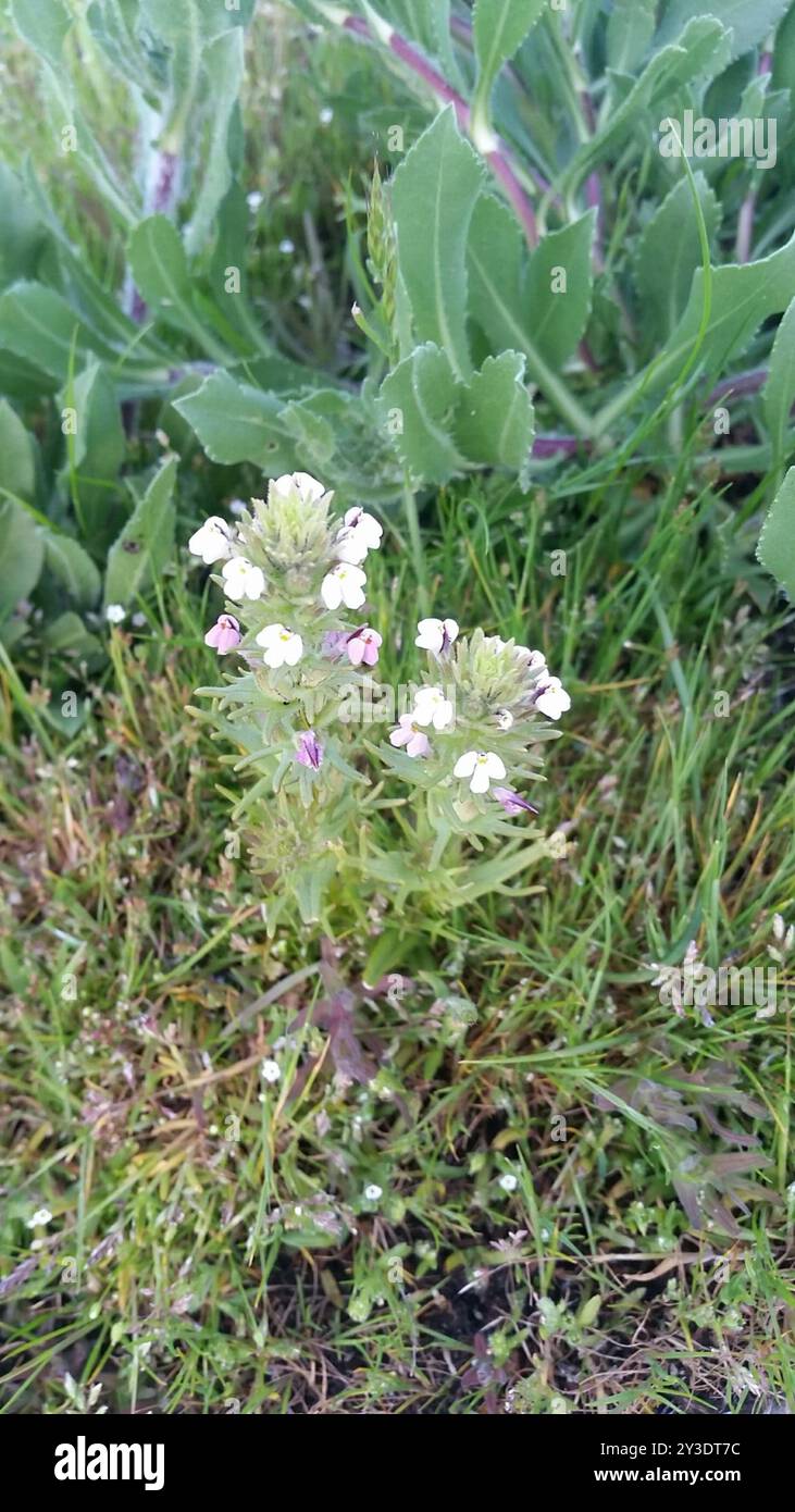 Yellow-beak False Owl's-clover (Triphysaria versicolor versicolor ...