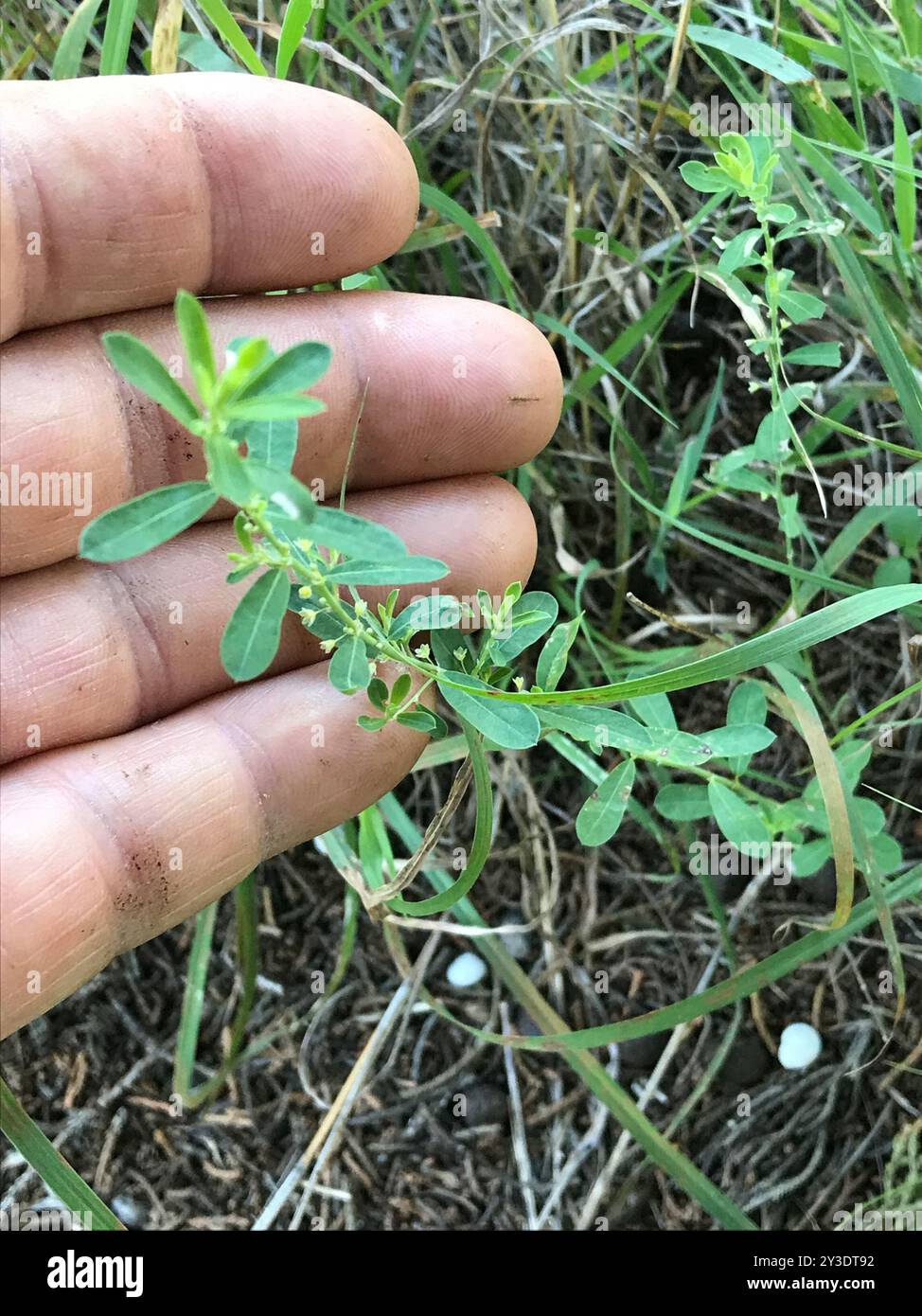 Smartweed Leafflower (Phyllanthus polygonoides) Plantae Stock Photo - Alamy