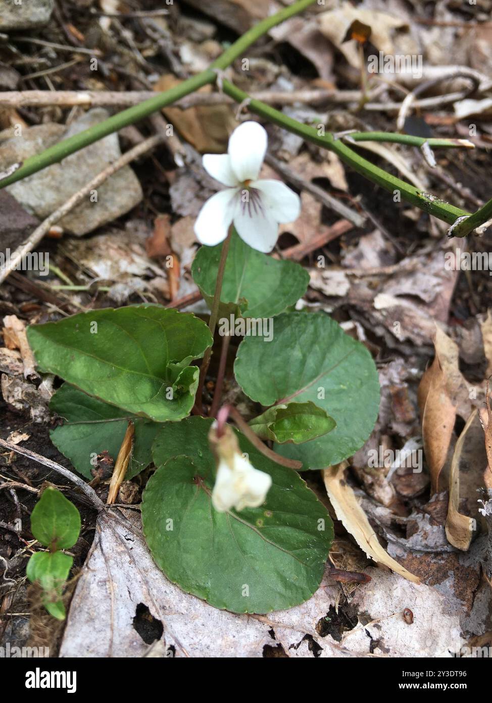 sweet white violet (Viola blanda) Plantae Stock Photo - Alamy