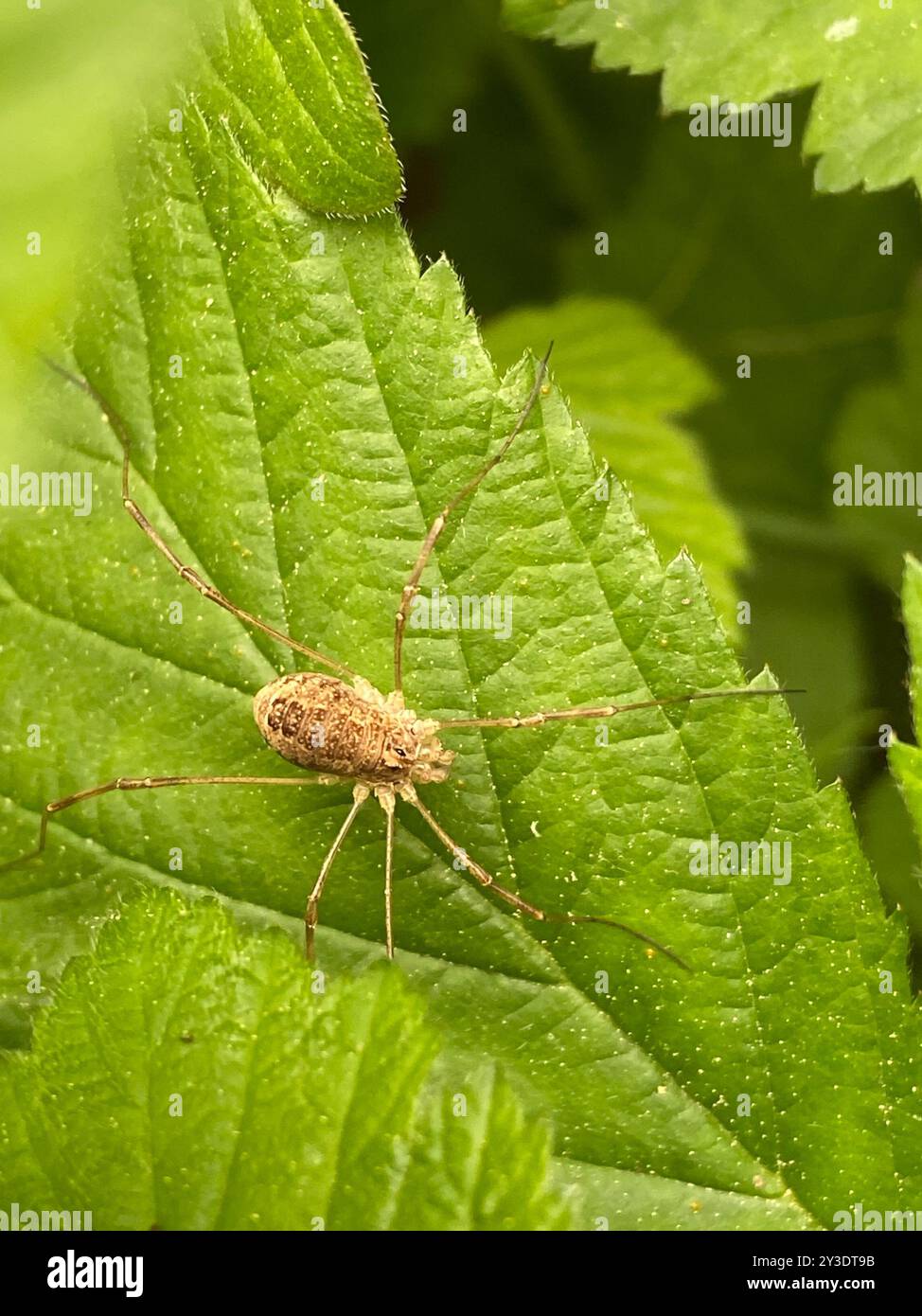 Spring Harvestman (Rilaena triangularis) Arachnida Stock Photo - Alamy