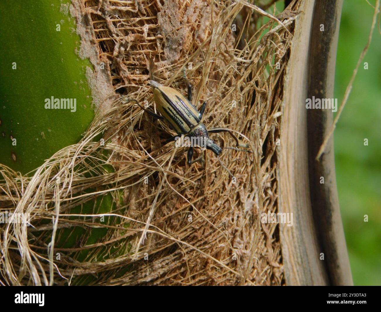 Diaprepes Root Weevil (Diaprepes abbreviatus) Insecta Stock Photo - Alamy