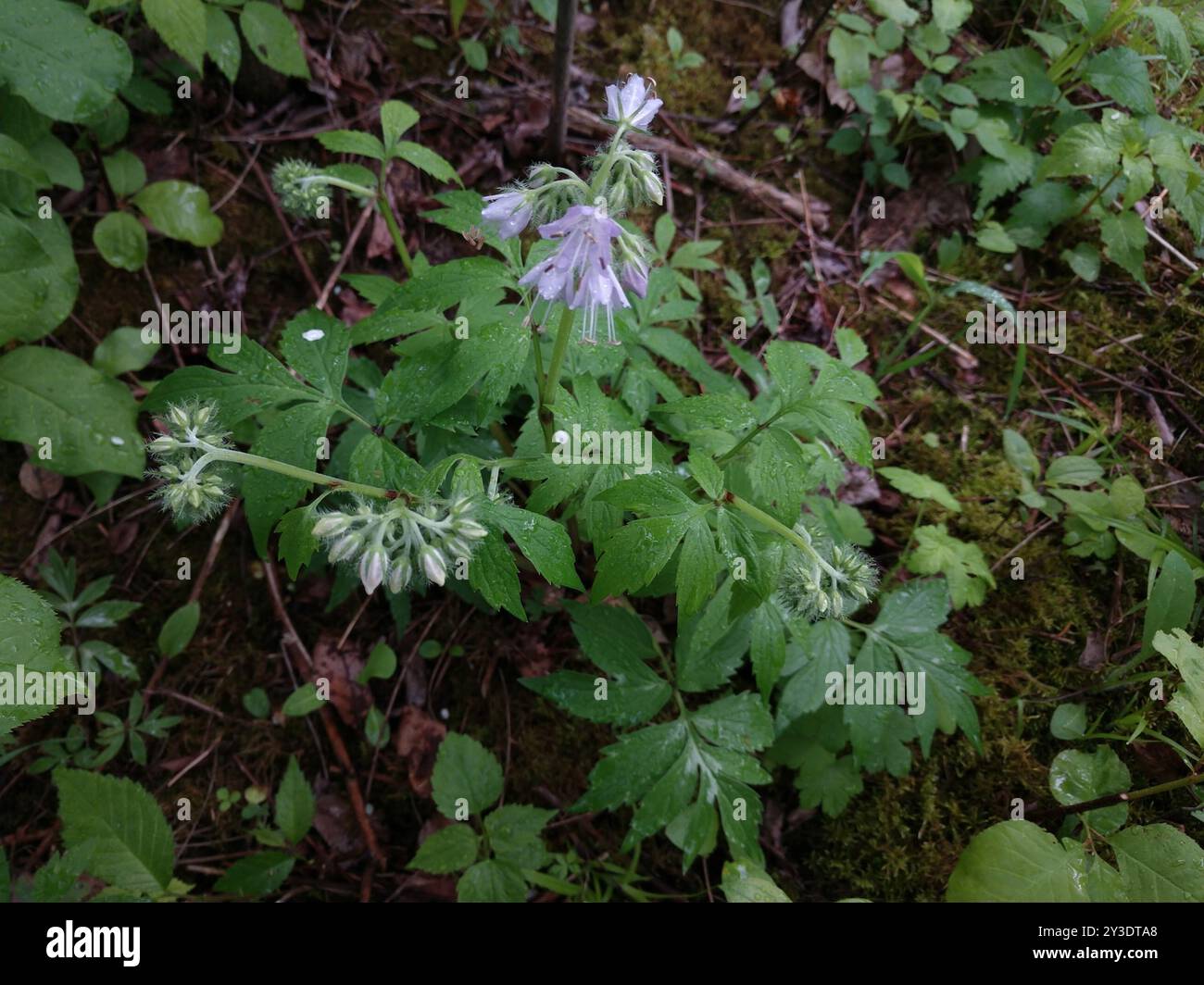 Virginia waterleaf (Hydrophyllum virginianum) Plantae Stock Photo - Alamy