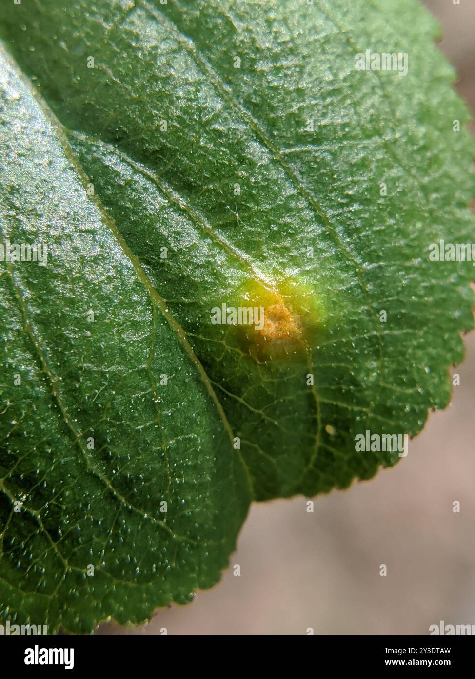 Crown Rust (Puccinia coronata) Fungi Stock Photo - Alamy