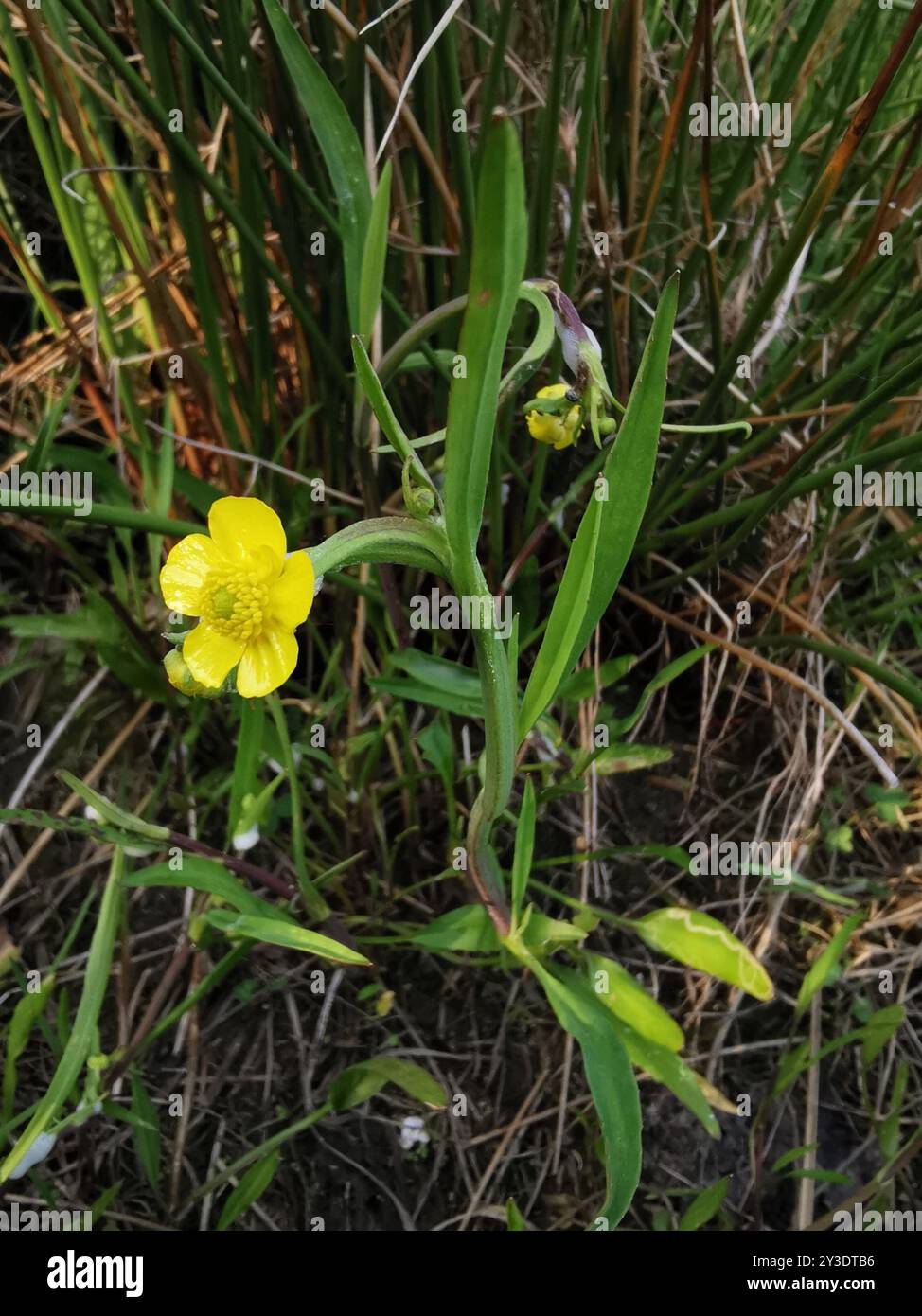 Lesser Spearwort (Ranunculus flammula) Plantae Stock Photo - Alamy