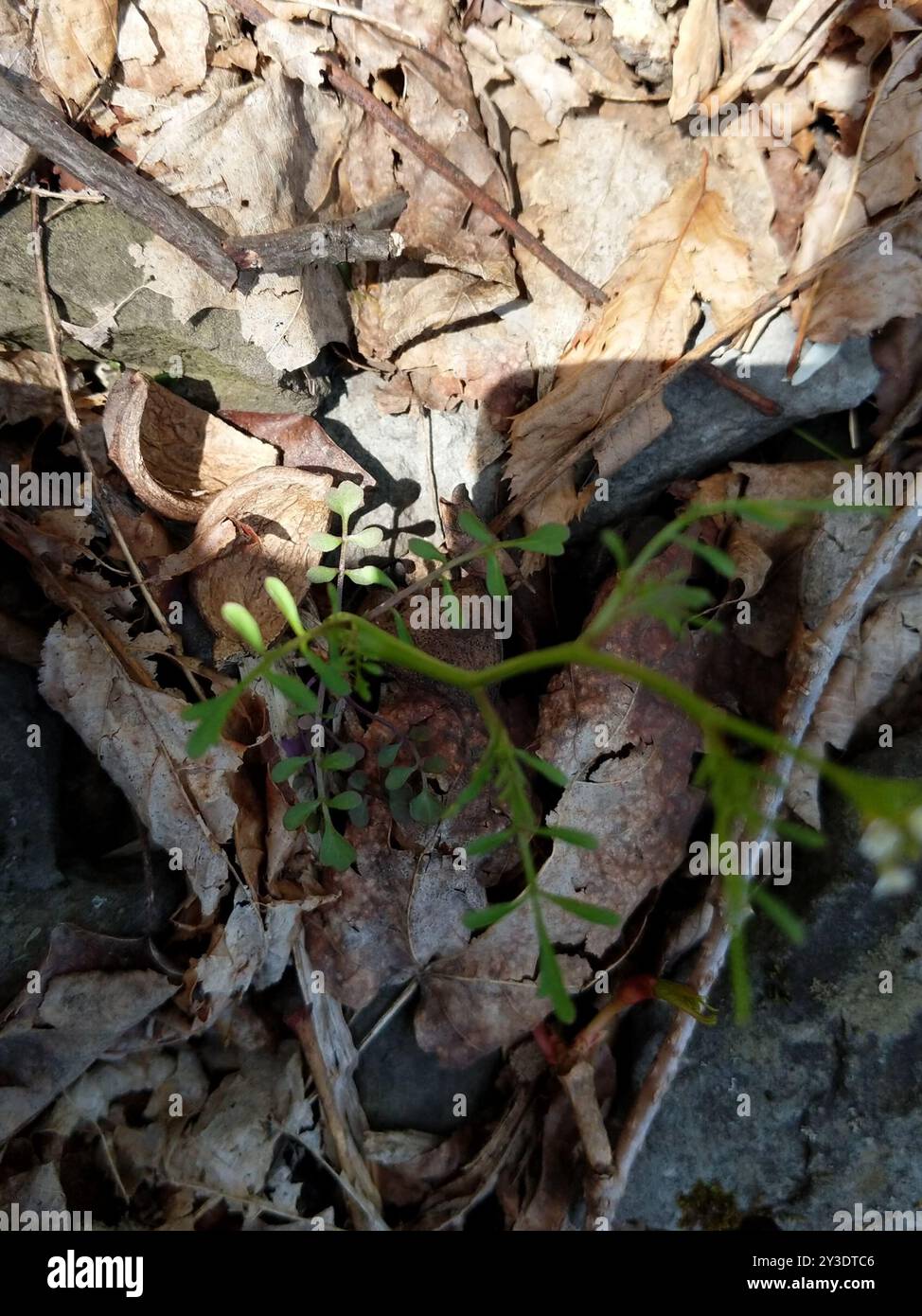 Sand Bittercress (Cardamine parviflora) Plantae Stock Photo - Alamy