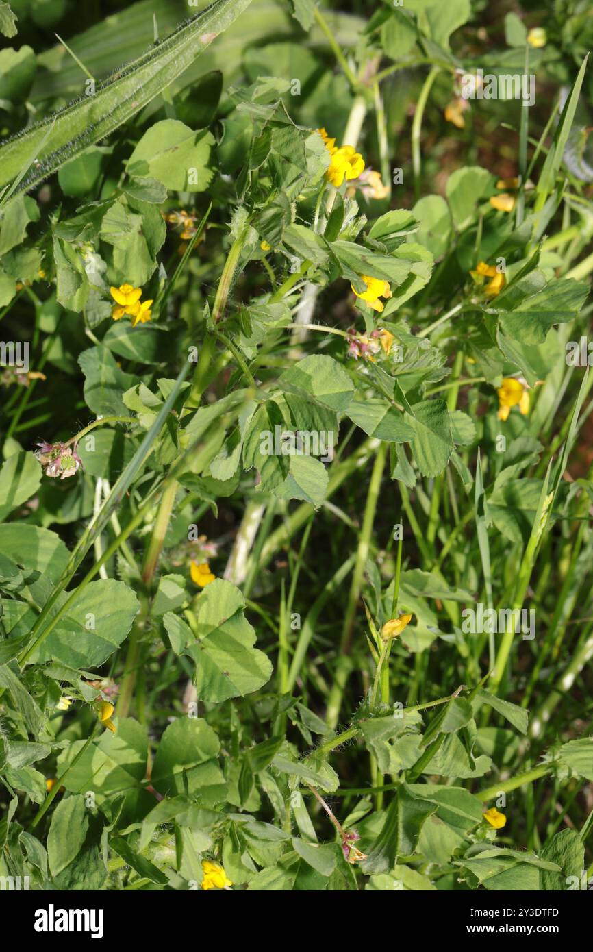 Spotted medick (Medicago arabica) Plantae Stock Photo - Alamy