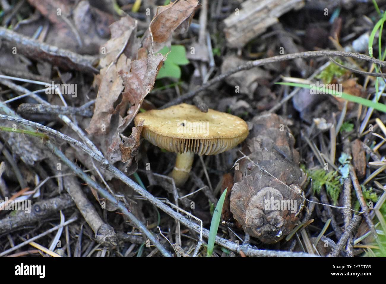 Mulch Fieldcap (Agrocybe putaminum) Fungi Stock Photo - Alamy