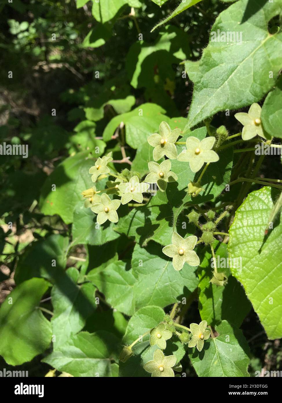 Pearl Milkweed (Matelea reticulata) Plantae Stock Photo - Alamy