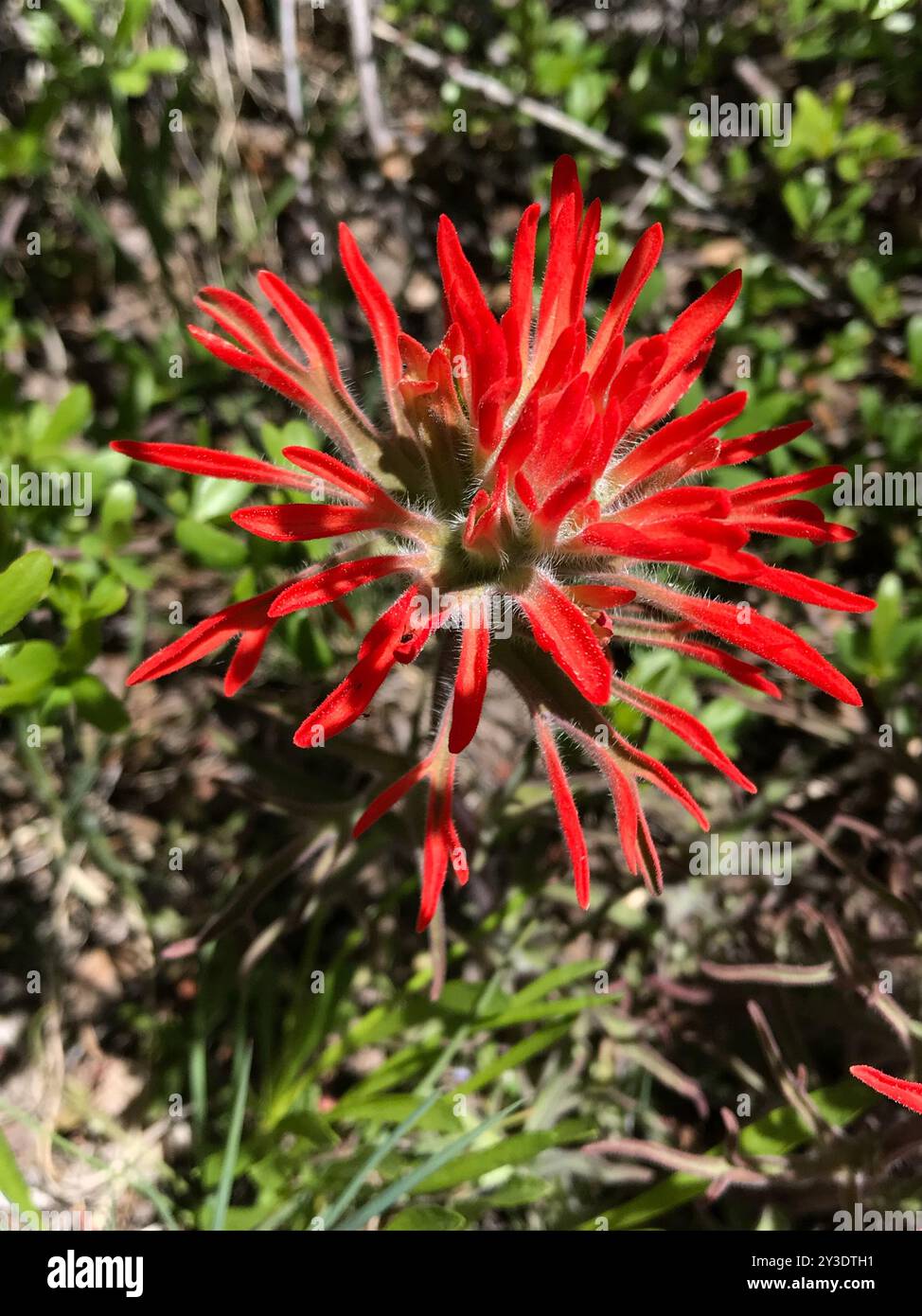 Zion Indian paintbrush (Castilleja scabrida scabrida) Plantae Stock ...