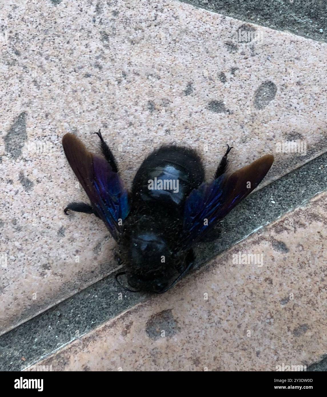 Violet Carpenter Bee (Xylocopa violacea) Insecta Stock Photo - Alamy