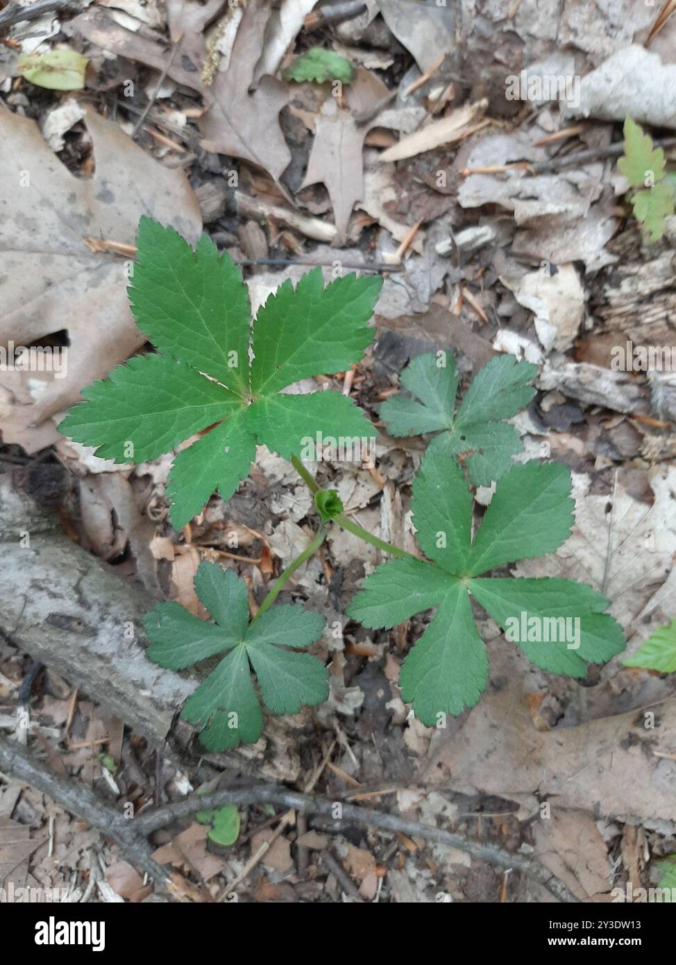 Black Snakeroot (Sanicula canadensis) Plantae Stock Photo - Alamy