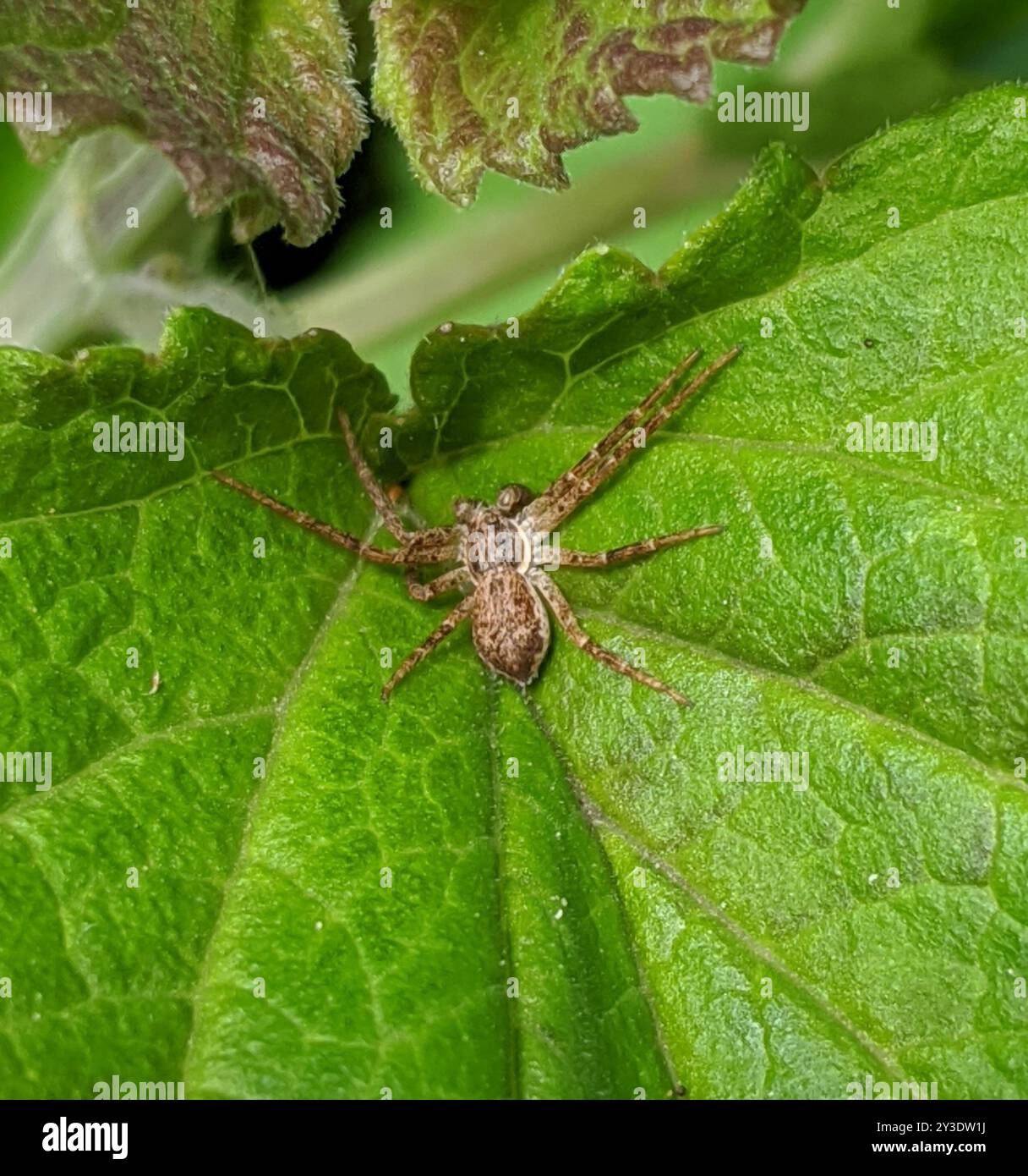Running Crab Spiders (Philodromus) Arachnida Stock Photo - Alamy