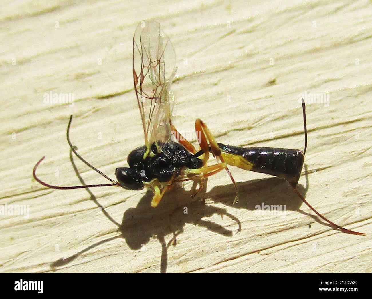 Ichneumonid Wasps (Ichneumonidae) Insecta Stock Photo - Alamy