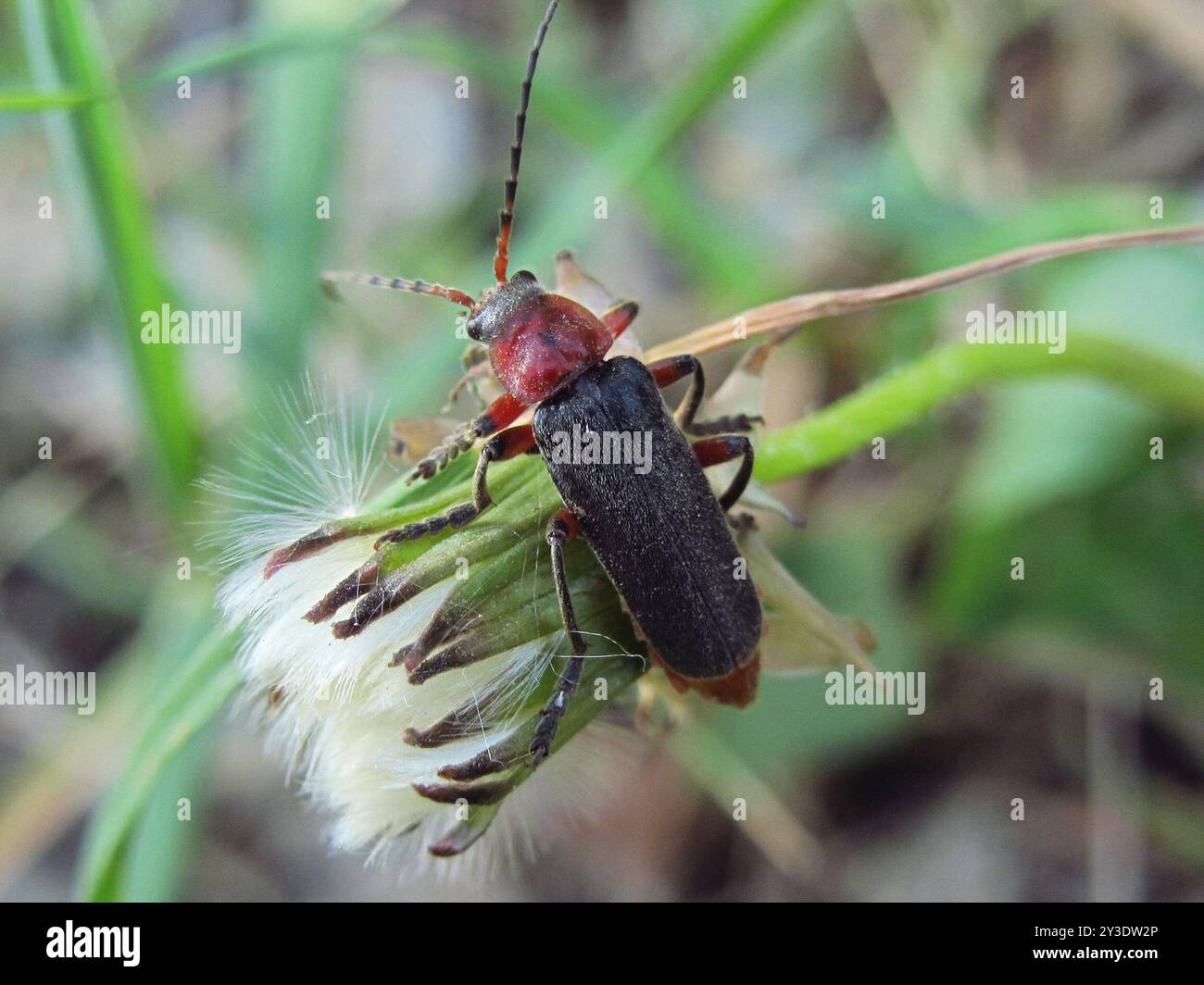 Rustic Sailor Beetle (Cantharis rustica) Insecta Stock Photo - Alamy