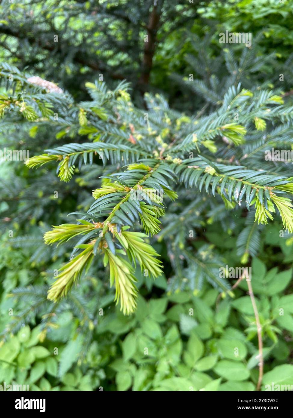 common yew (Taxus baccata) Plantae Stock Photo - Alamy