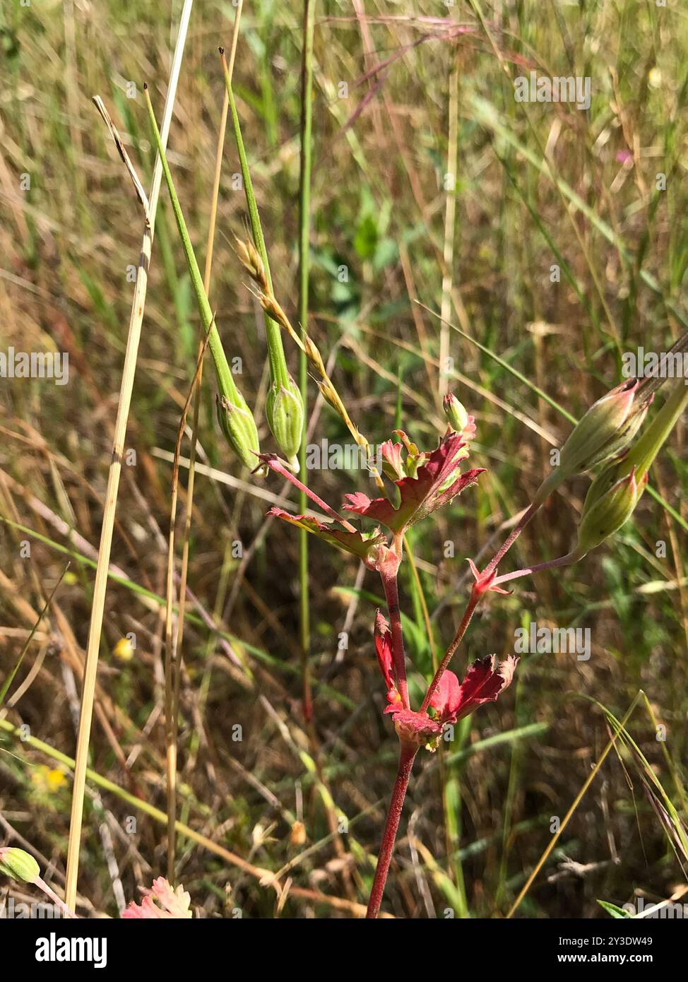 Texas stork's bill (Erodium texanum) Plantae Stock Photo - Alamy