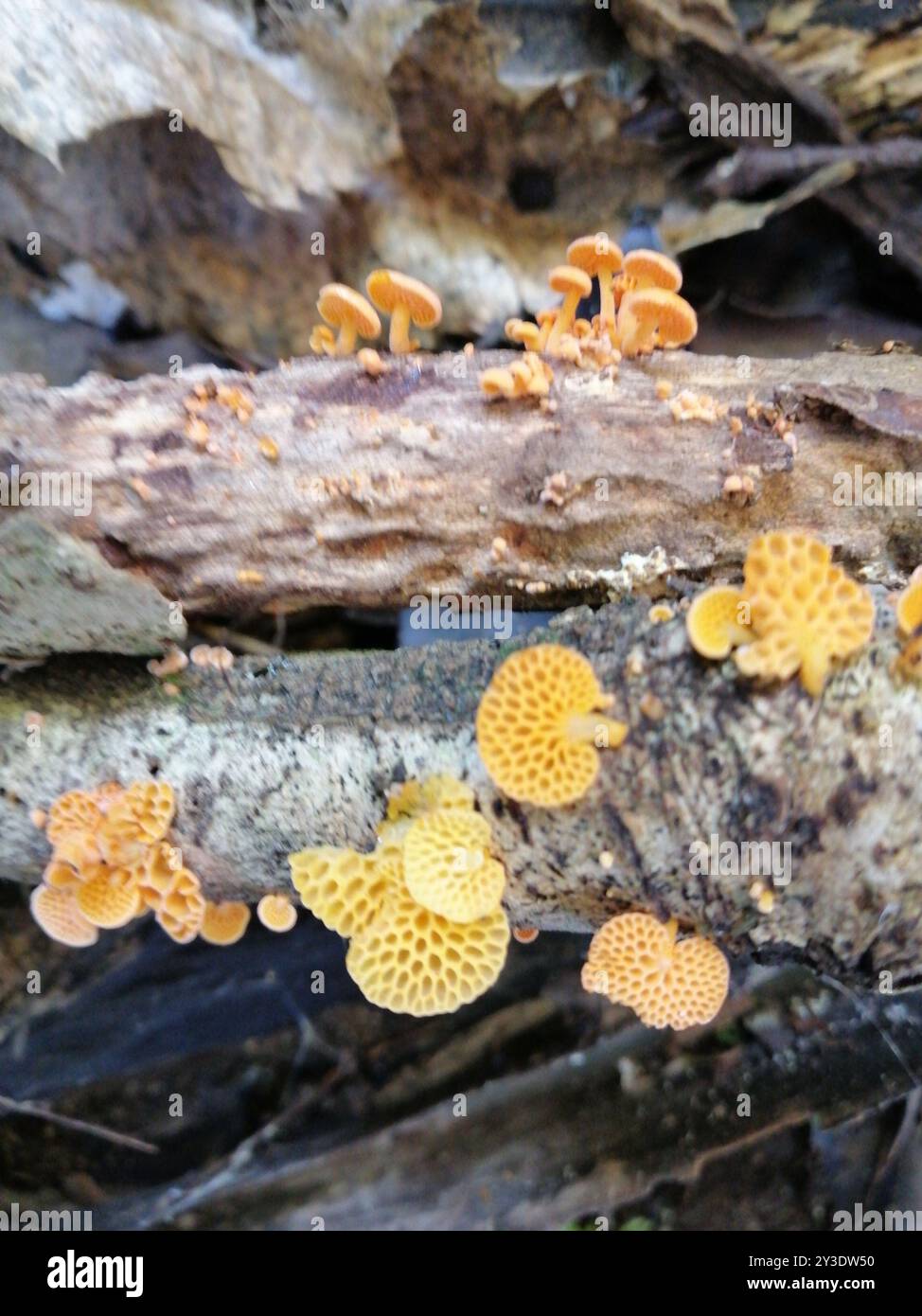 orange pore fungus (Favolaschia claudopus) Fungi Stock Photo - Alamy