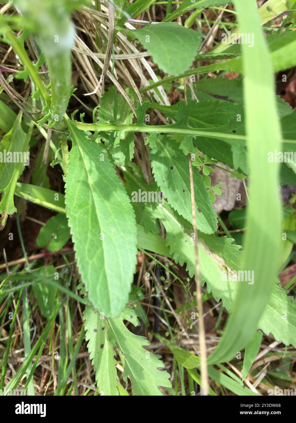 Small's ragwort (Packera anonyma) Plantae Stock Photo - Alamy