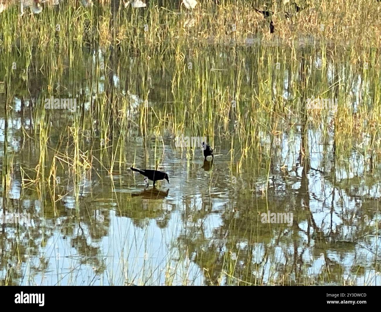 Birds (Aves) Aves Stock Photo - Alamy