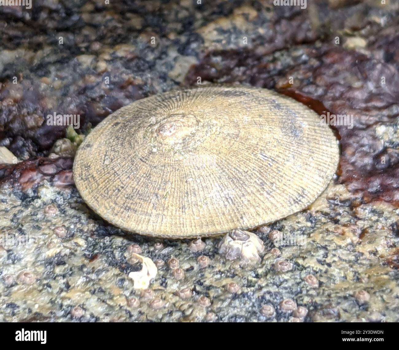 File Limpet (Lottia limatula) Mollusca Stock Photo - Alamy