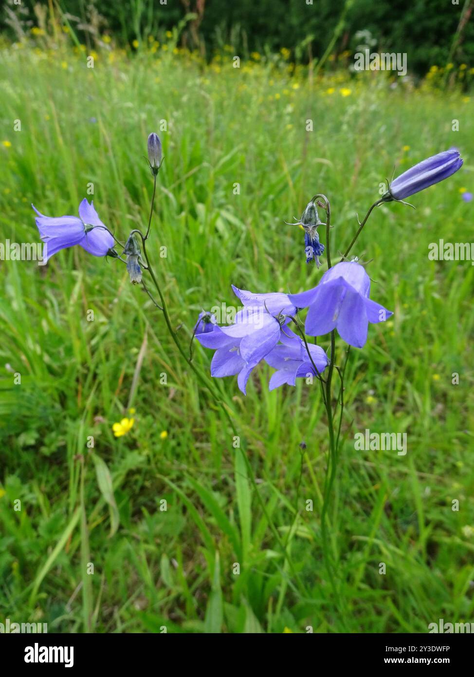 Common Harebell (Campanula rotundifolia) Plantae Stock Photo - Alamy