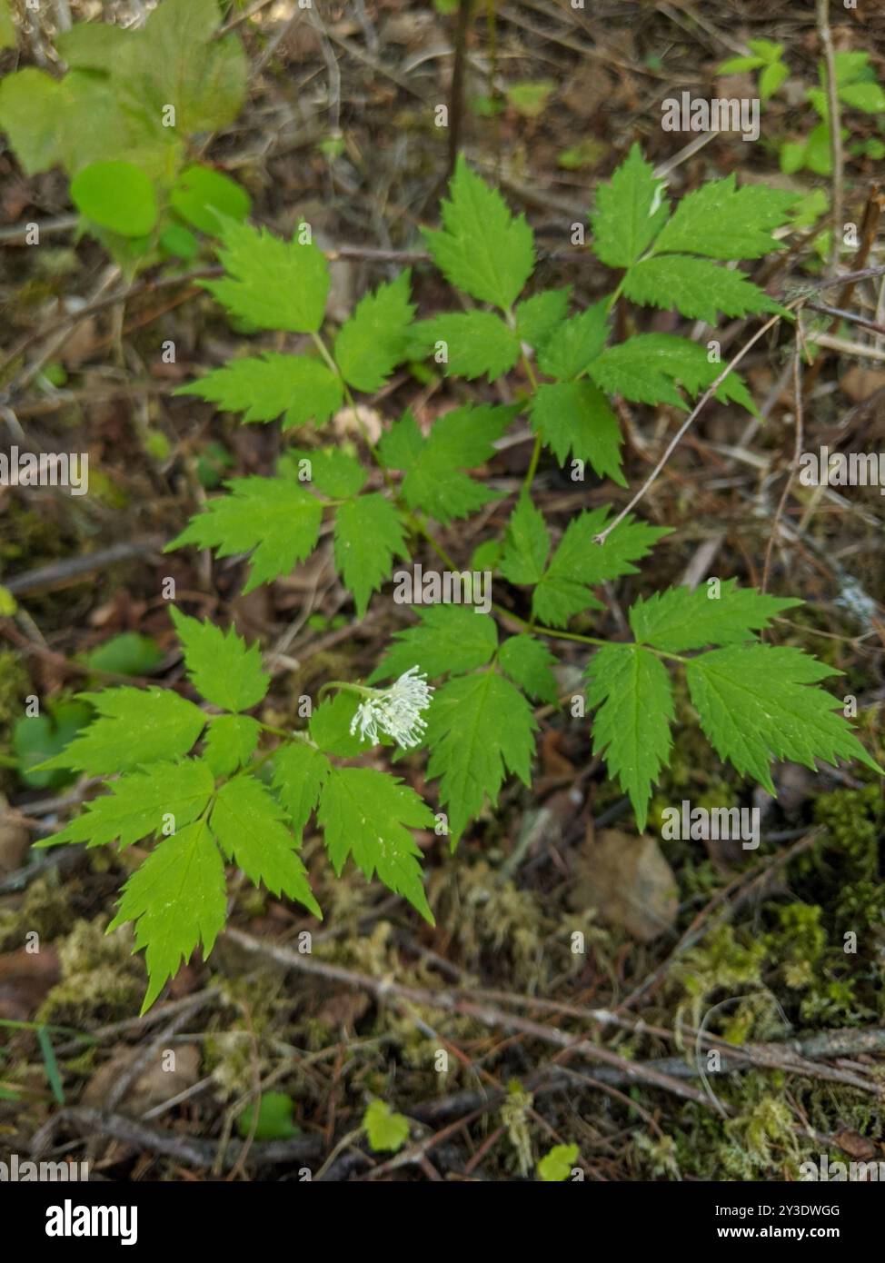 red baneberry (Actaea rubra) Plantae Stock Photo - Alamy