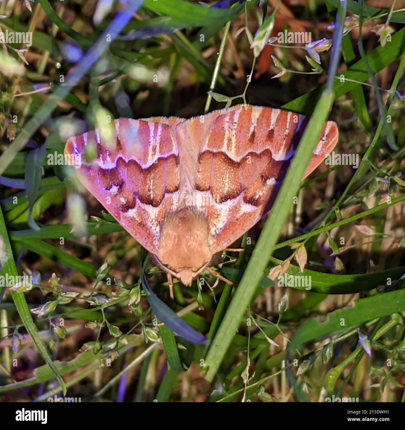 Western Conifer Looper (Caripeta aequaliaria) Insecta Stock Photo - Alamy