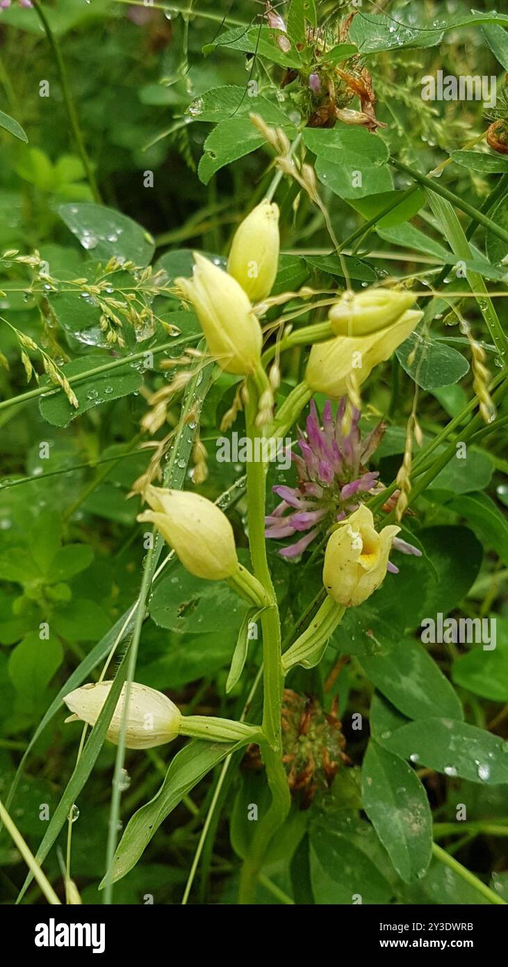 white helleborine (Cephalanthera damasonium) Plantae Stock Photo - Alamy