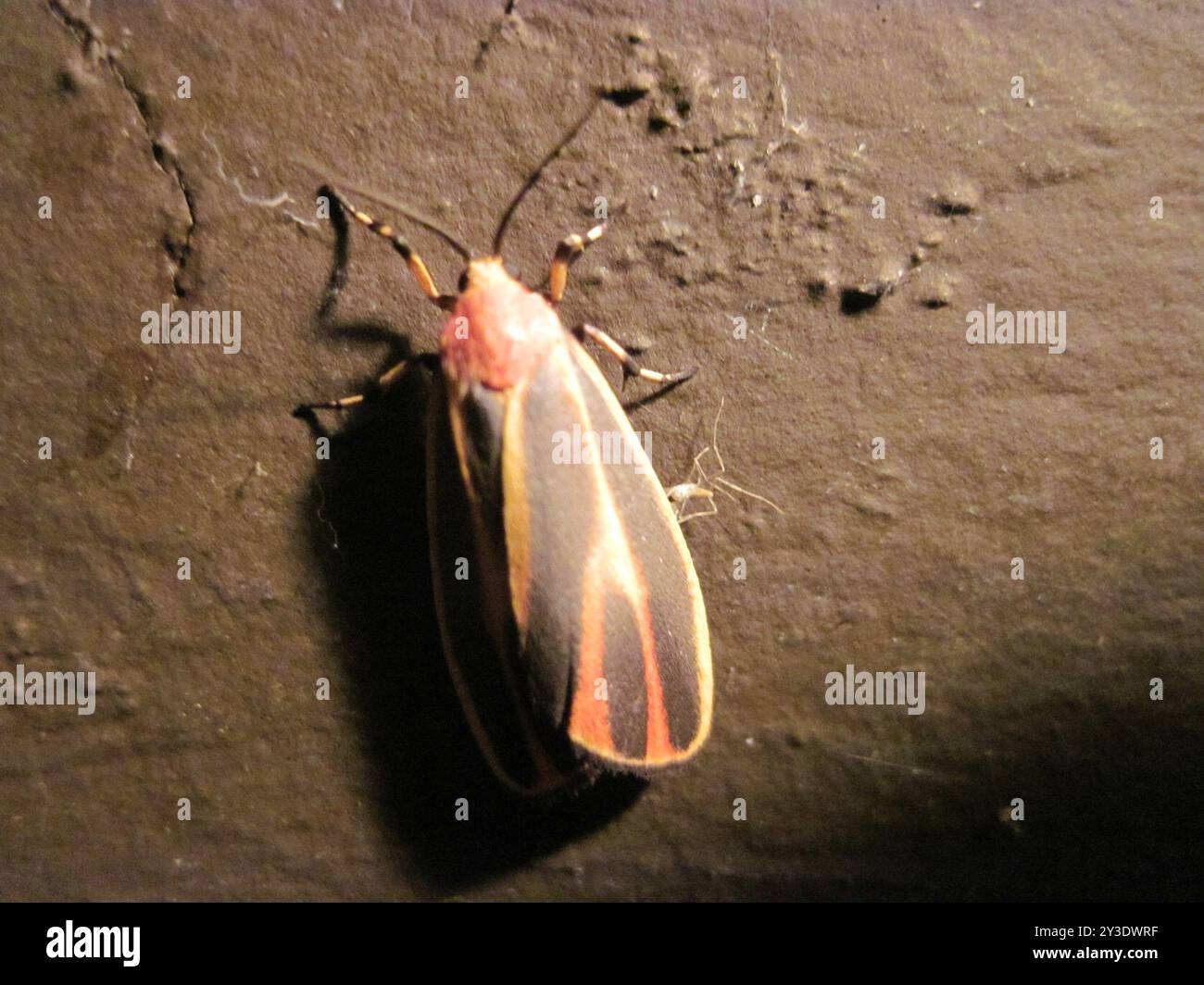 Painted Lichen Moth (Hypoprepia fucosa) Insecta Stock Photo - Alamy