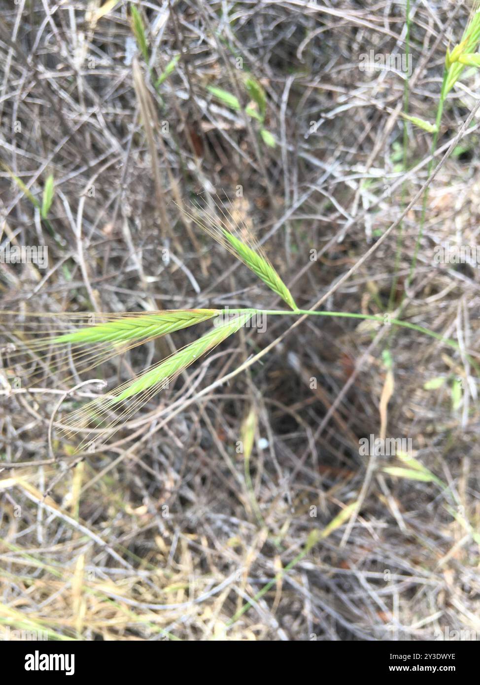 purple false-brome (Brachypodium distachyon) Plantae Stock Photo - Alamy