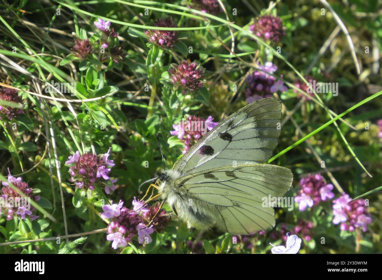 Clouded Apollo (Parnassius mnemosyne) Insecta Stock Photo - Alamy