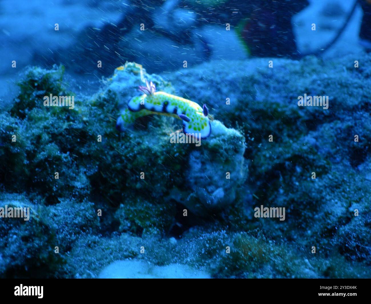Imperial Nudibranch (Hypselodoris imperialis) Mollusca Stock Photo - Alamy