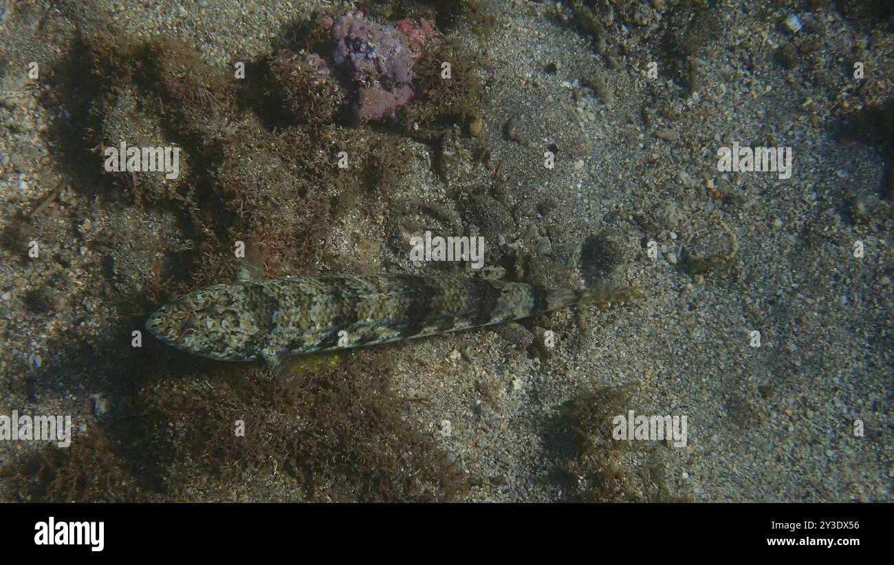 Bluestripe Lizardfish (Synodus dermatogenys) Actinopterygii Stock Photo ...