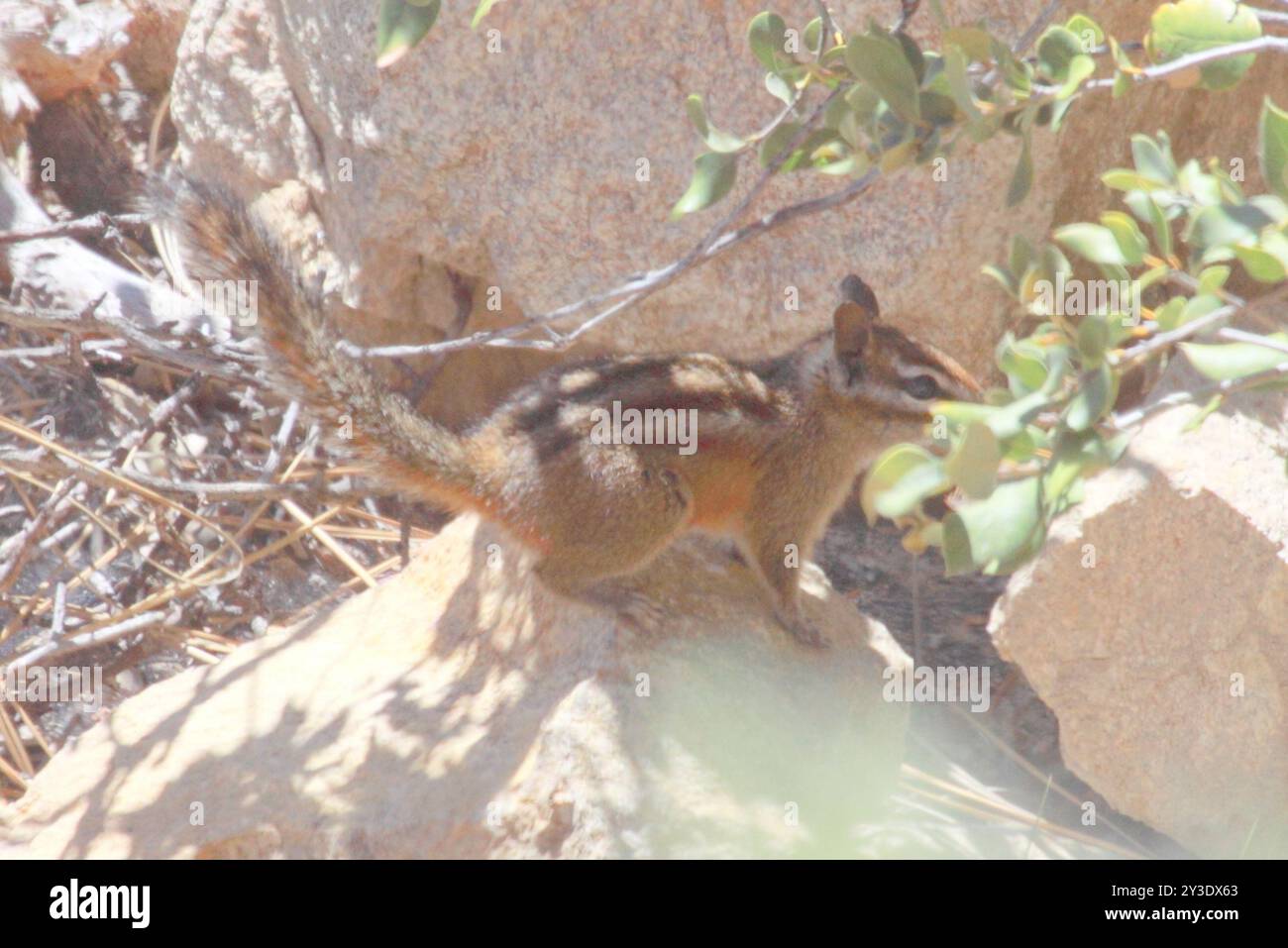 Western Chipmunks (Neotamias) Mammalia Stock Photo - Alamy