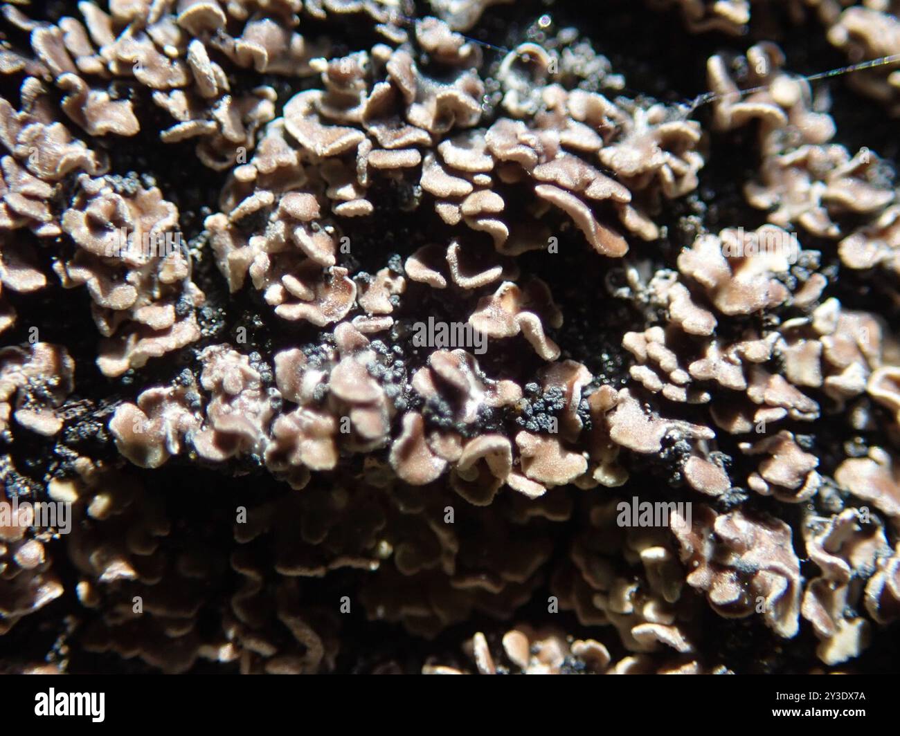 Common Clam Lichen (Hypocenomyce scalaris) Fungi Stock Photo - Alamy