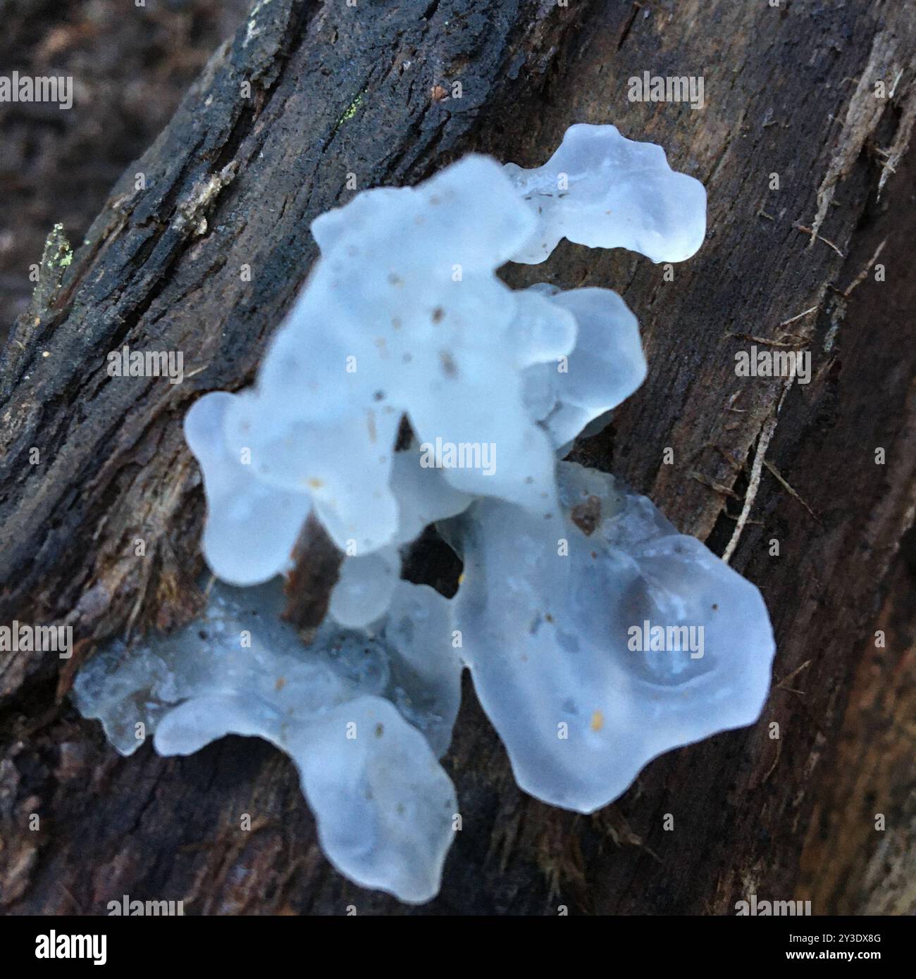 snow fungus (Tremella fuciformis) Fungi Stock Photo - Alamy