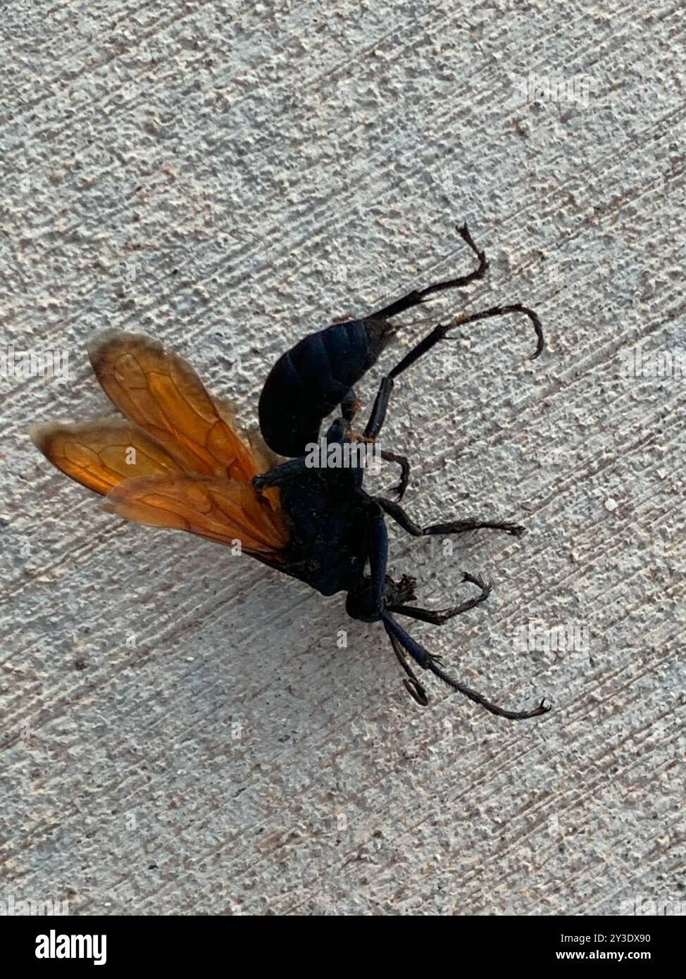 Tarantula-hawk Wasps and Allies (Pepsini) Insecta Stock Photo - Alamy