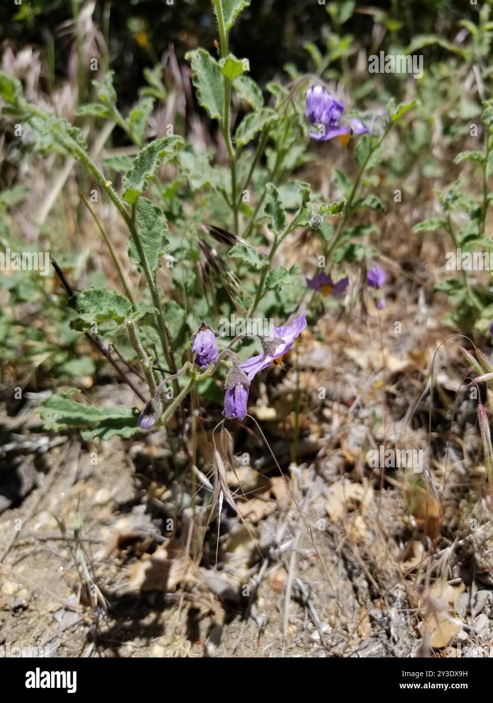 purple nightshade (Solanum xanti) Plantae Stock Photo - Alamy