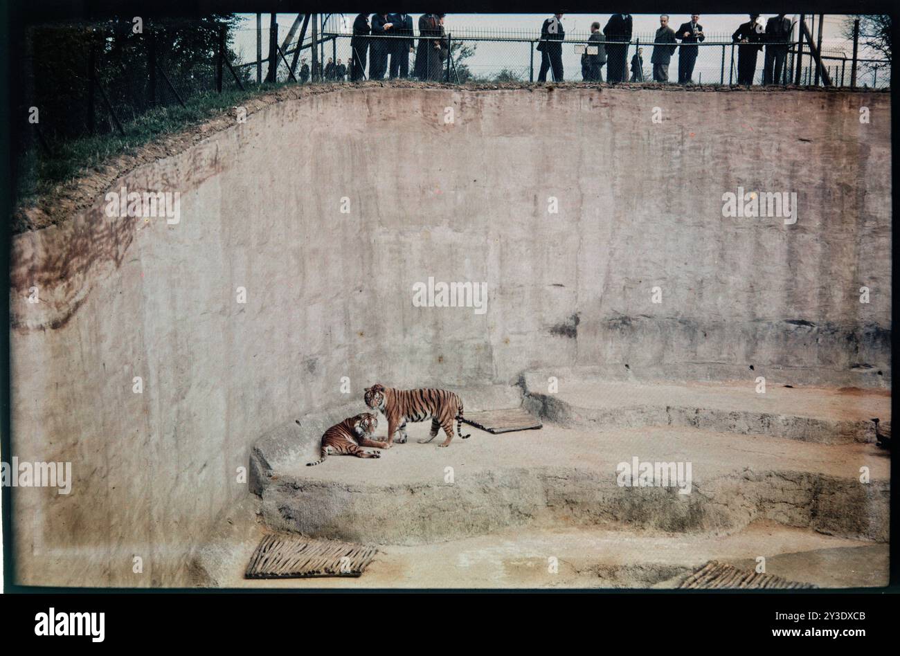 Whipsnade Zoo, Whipsnade, Central Bedfordshire, 1930-1939. The tiger ...