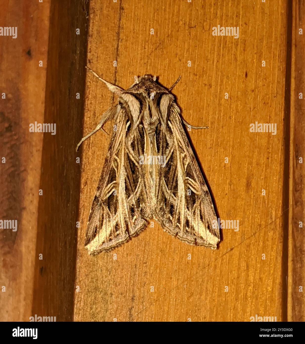 Girdler Moth (Dargida procinctus) Insecta Stock Photo - Alamy