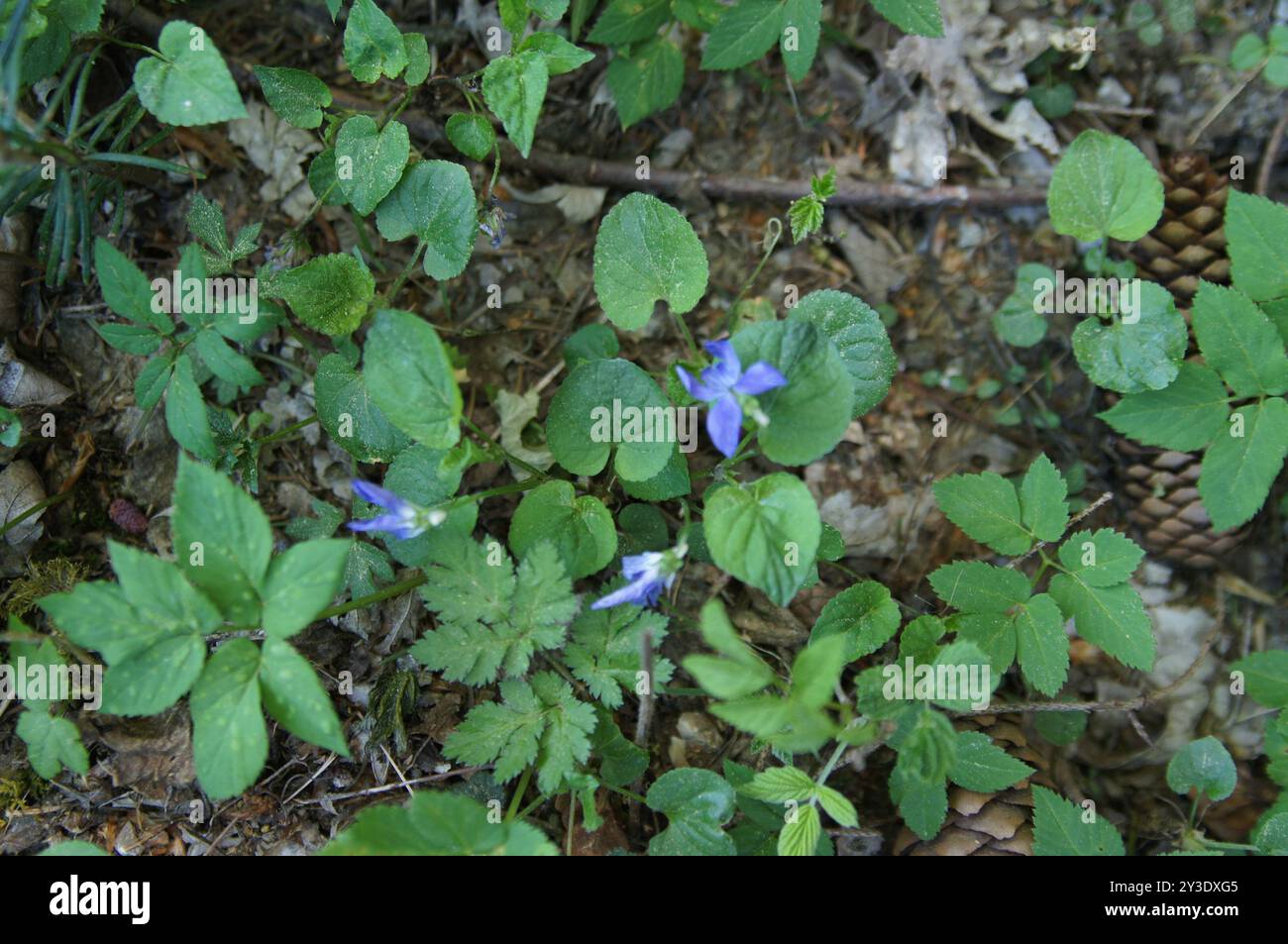 common dog-violet (Viola riviniana) Plantae Stock Photo - Alamy