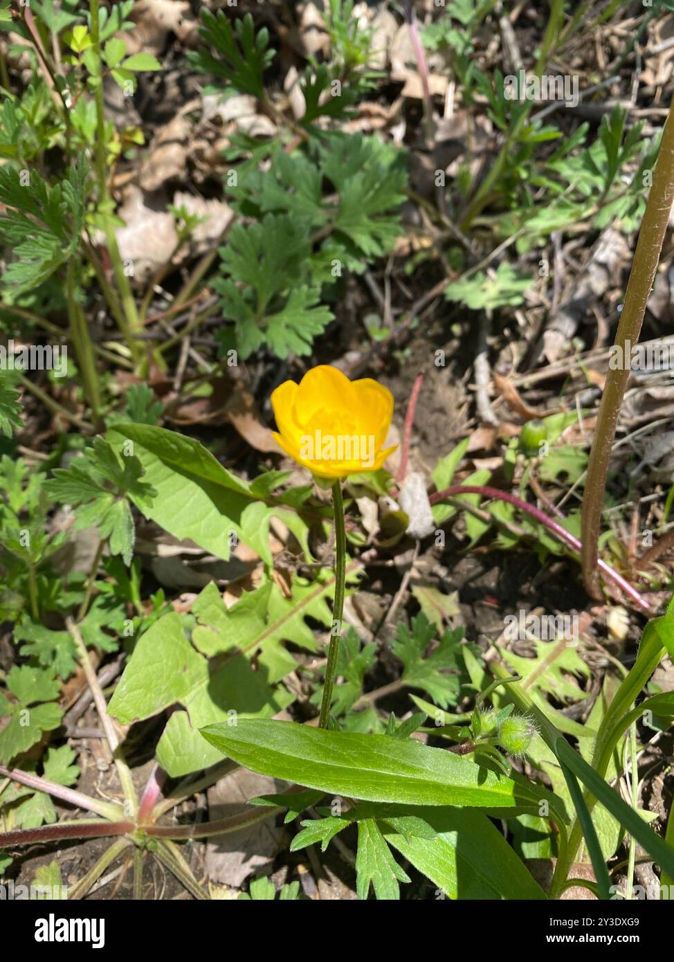 bulbous buttercup (Ranunculus bulbosus) Plantae Stock Photo - Alamy