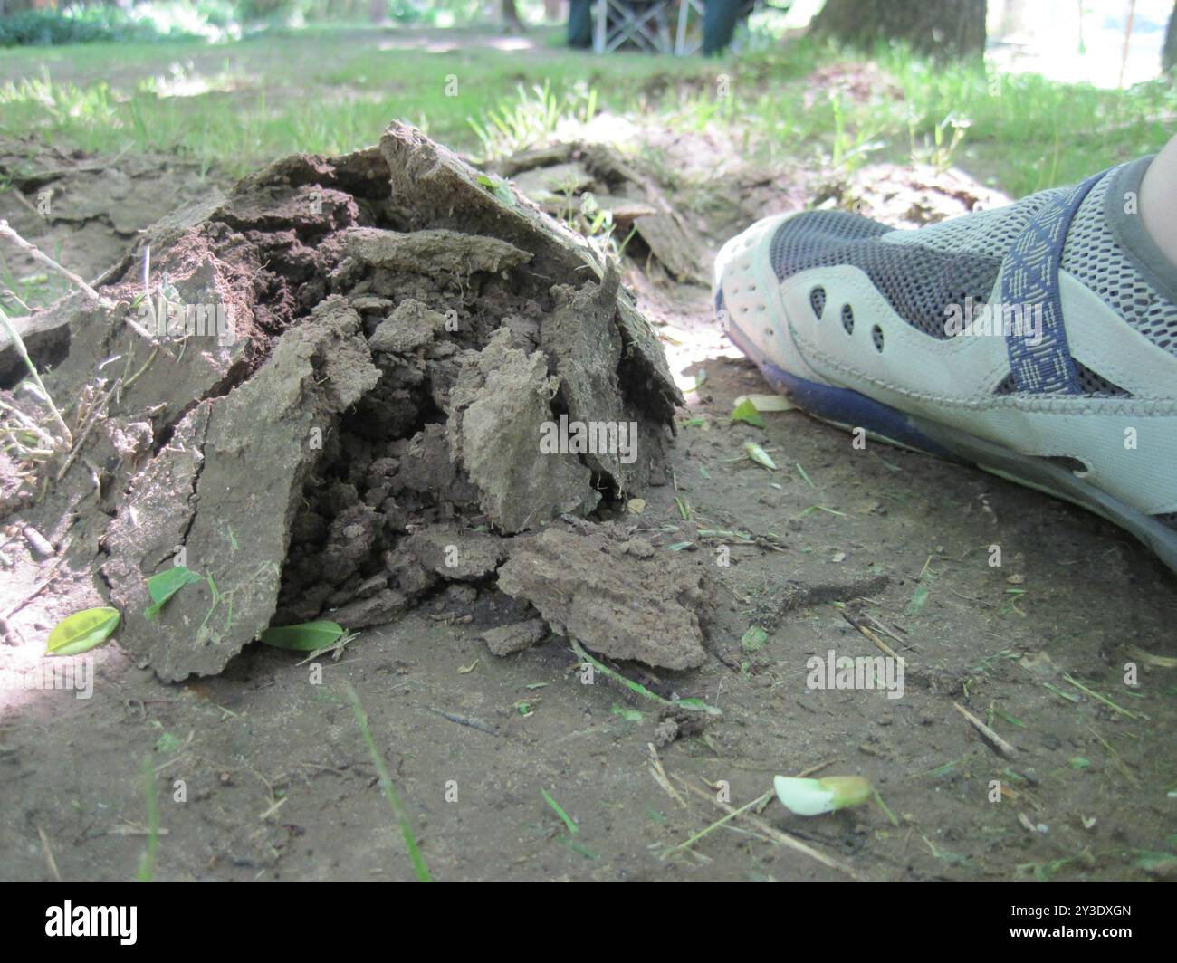 Eastern Mole (Scalopus aquaticus) Mammalia Stock Photo - Alamy