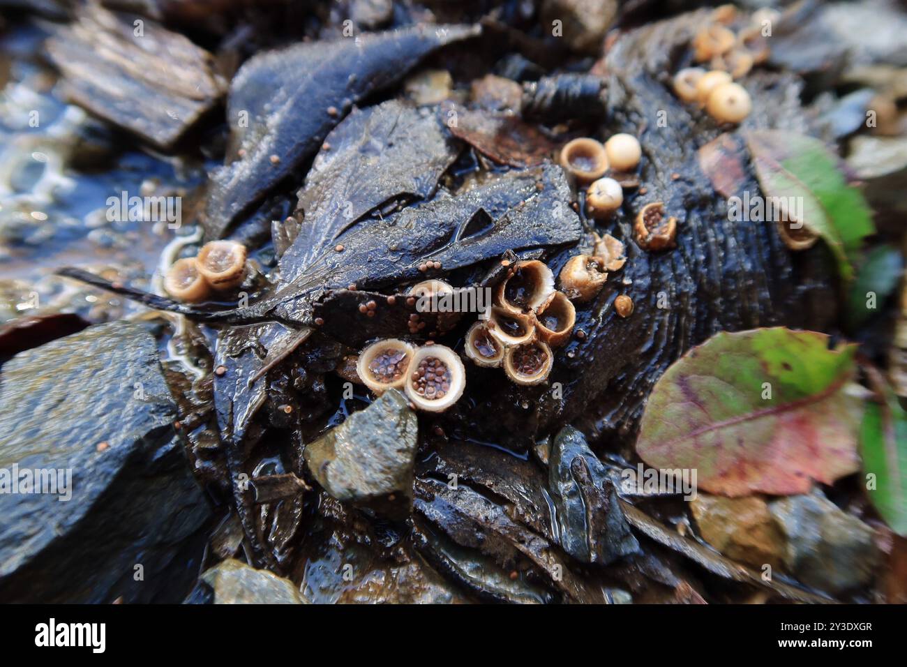 woolly bird's nest fungus (Nidula niveotomentosa) Fungi Stock Photo - Alamy