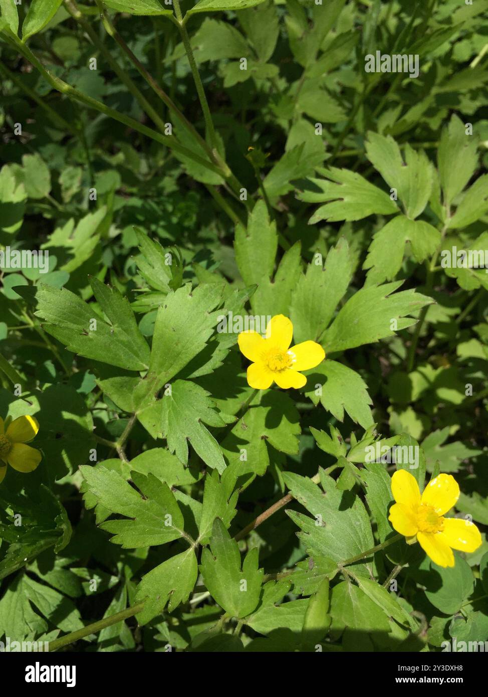 bristly buttercup (Ranunculus hispidus) Plantae Stock Photo - Alamy